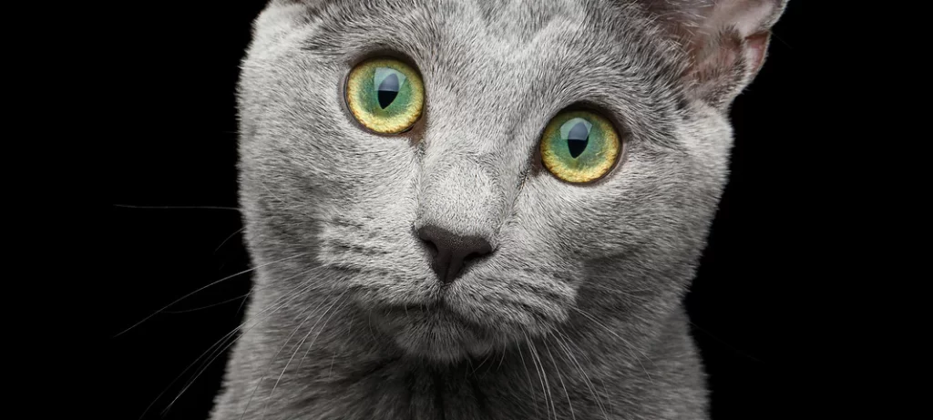 Finding a missing cat